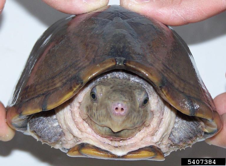 Razor-backed Musk Turtle, Sternotherus carinatus (Testudines ...