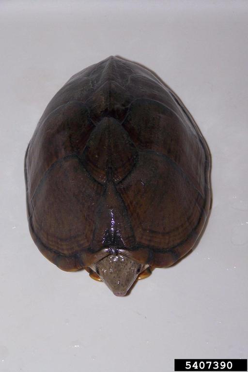 Razor-backed Musk Turtle (Sternotherus carinatus (Gray, 1856))