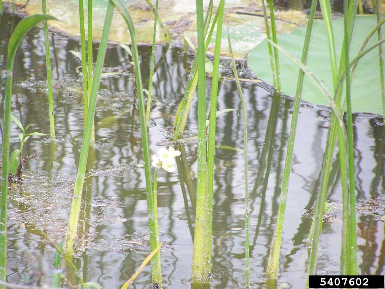 grassy arrowhead (Sagittaria graminea Michx.)