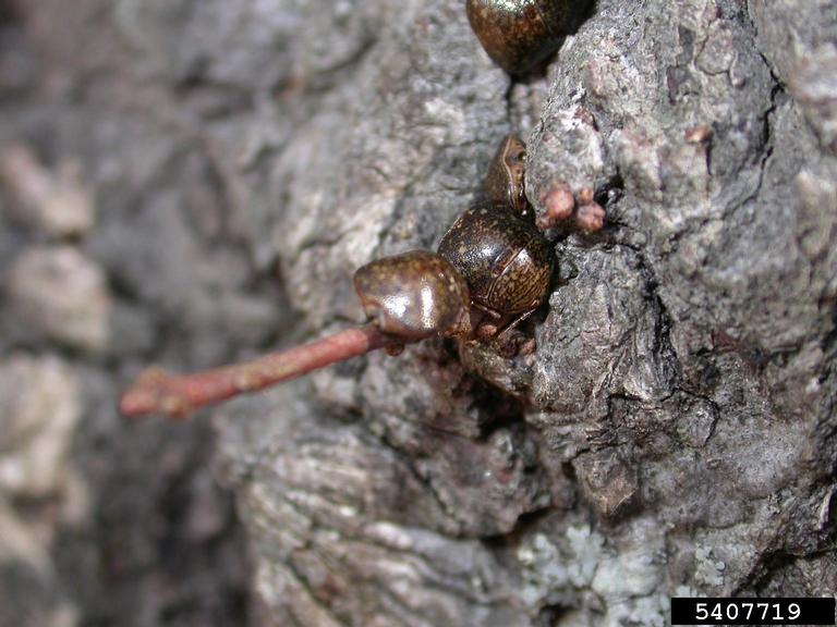 kudzu bug (Megacopta cribraria (Fabricius))