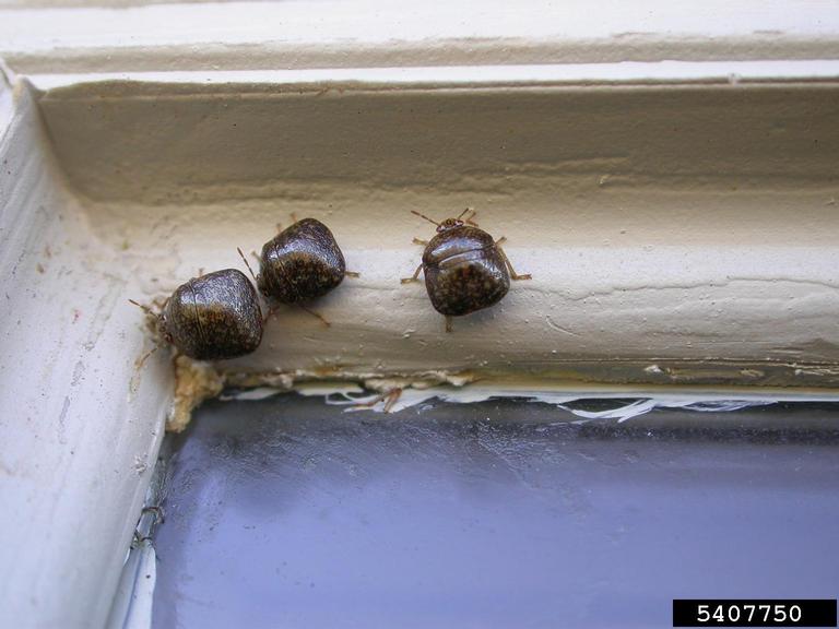 kudzu bug (Megacopta cribraria (Fabricius))