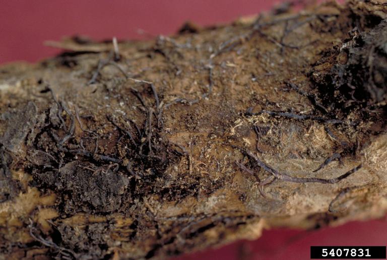 Armillaria root rot (Armillaria mellea (Vahl:Fr.) P. Kumm.)