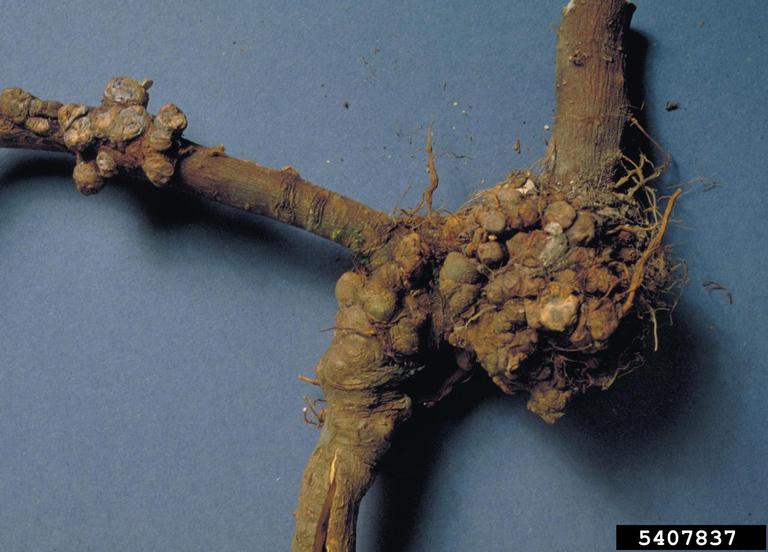 crown gall (Rhizobium radiobacter)