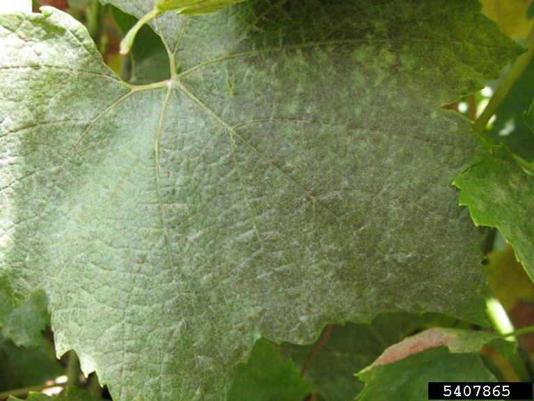 powdery mildew (Erysiphe necator ) on grape (Vitis spp. ) - 5407865