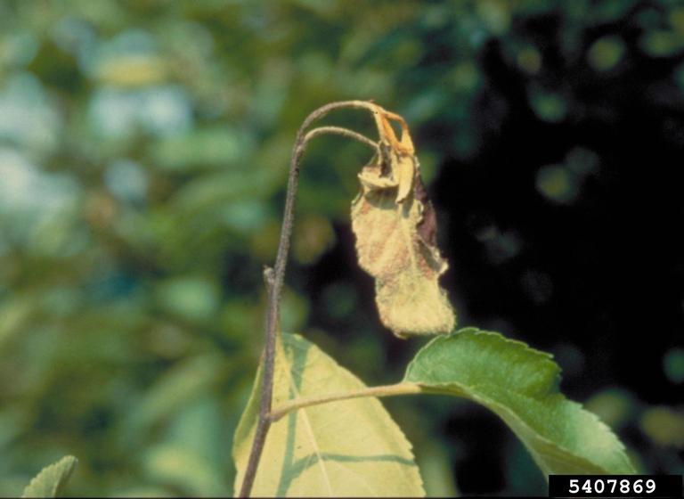 fire blight (Erwinia amylovora ) on pear (Pyrus spp. ) - 5407869