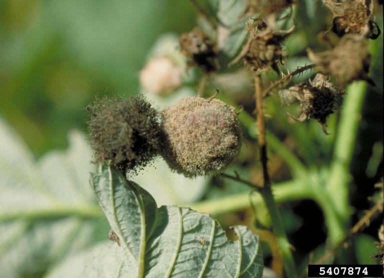 Rhizopus soft rots (Genus Rhizopus Ehrenb.)