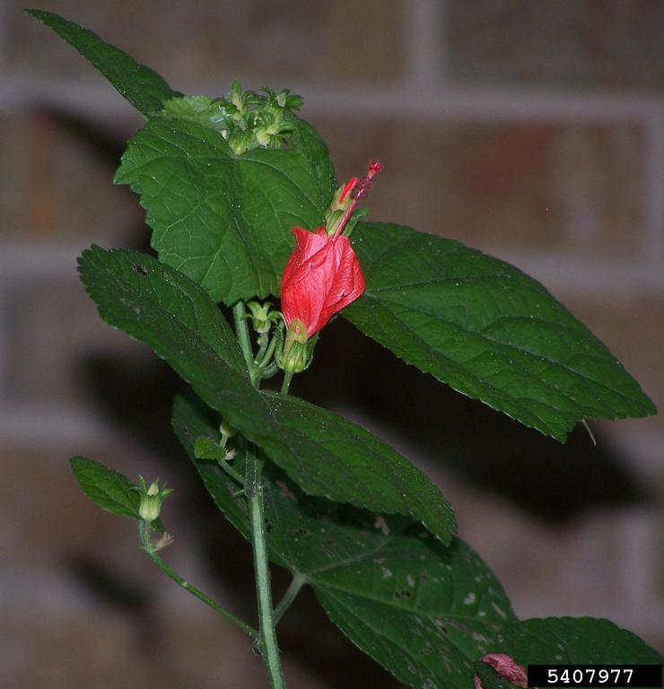 wax mallow (Malvaviscus arboreus var. drummondii)
