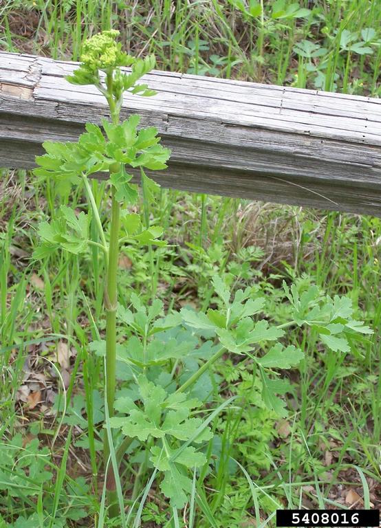 Texas prairie parsley (Polytaenia texana (J.M. Coult. & Rose) Mathias ...