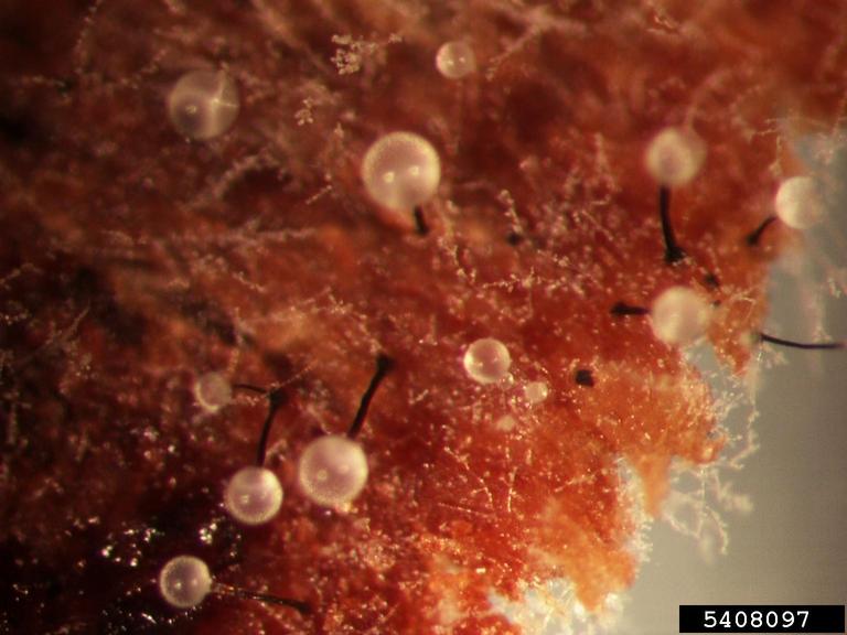 Dutch elm disease (Ophiostoma ulmi (Buisman) Nannf.)