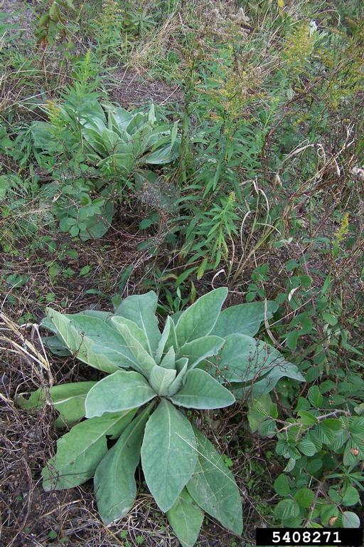 common mullein (Verbascum thapsus L.)