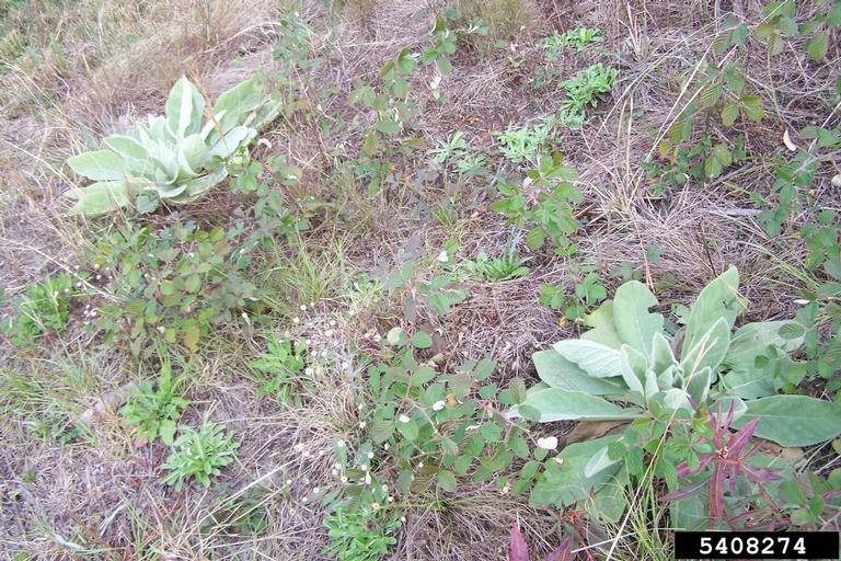common mullein (Verbascum thapsus)