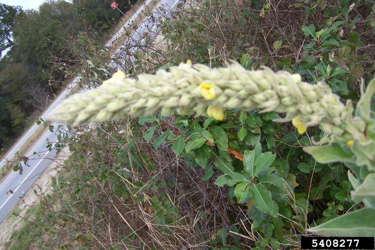 common mullein (Verbascum thapsus L.)