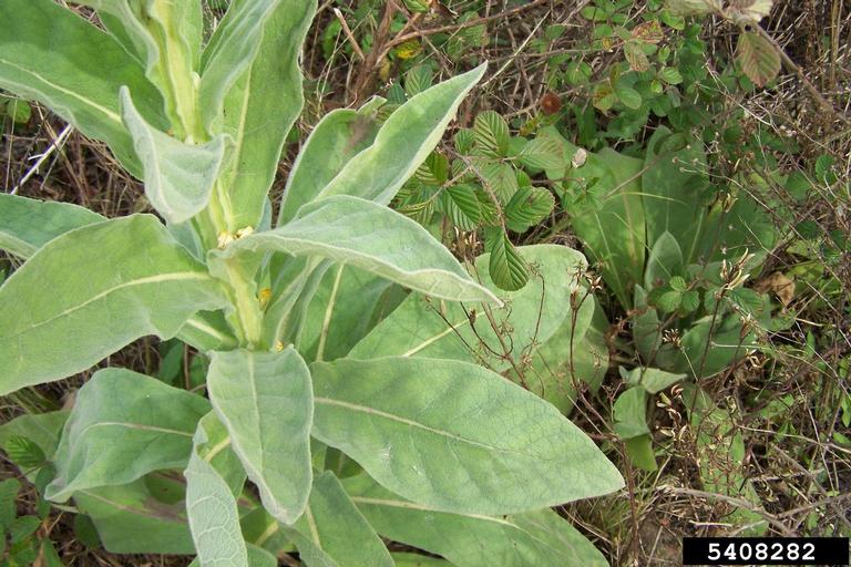 common mullein (Verbascum thapsus L.)