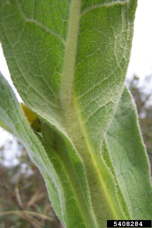 common mullein (Verbascum thapsus)