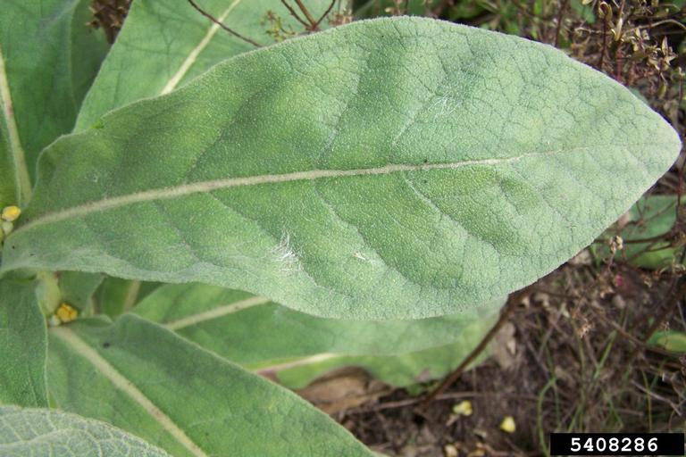 common mullein (Verbascum thapsus)