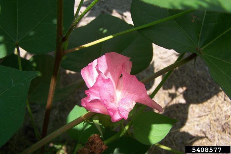 cotton (Gossypium hirsutum L.)