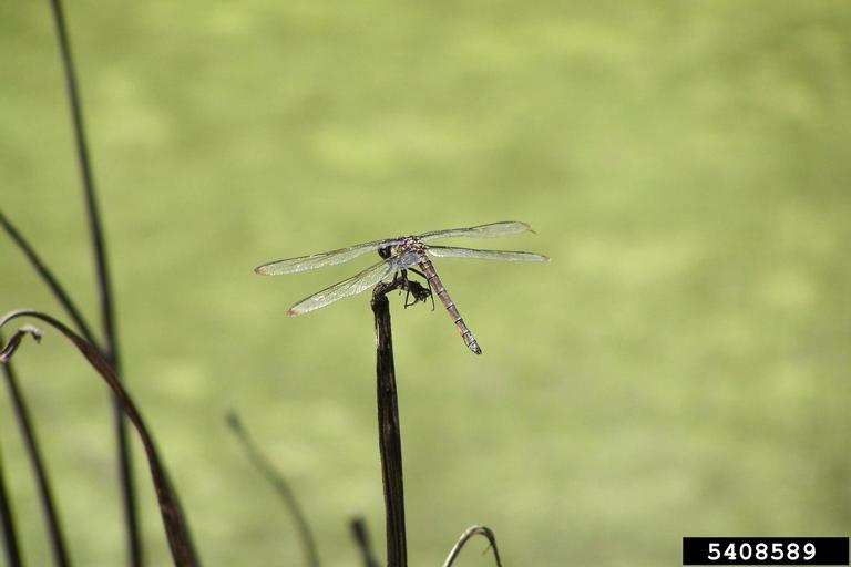dragonflies and damselflies (Order Odonata)