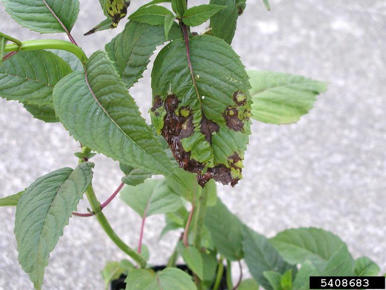 Impatiens necrotic spot virus - Alchetron, the free social encyclopedia