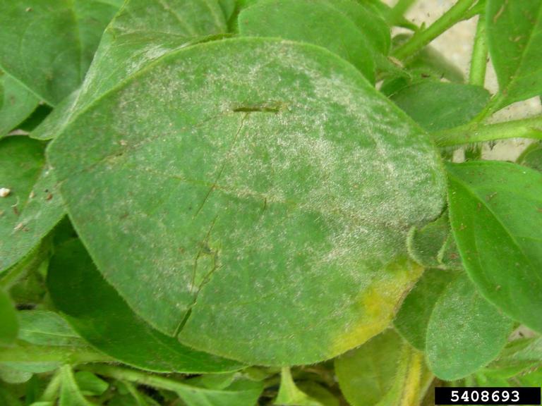 powdery mildew (Genus Oidium Link)