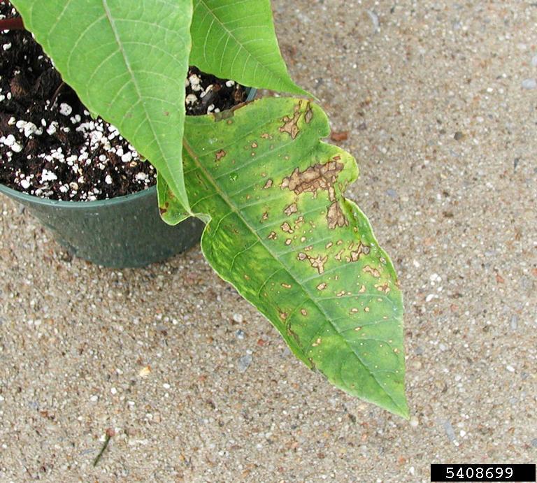bacterial spot (Xanthomonas axonopodis pv. poinsettiicola (Patel, Bhatt ...