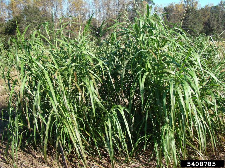 elephant grass (Cenchrus purpureus)