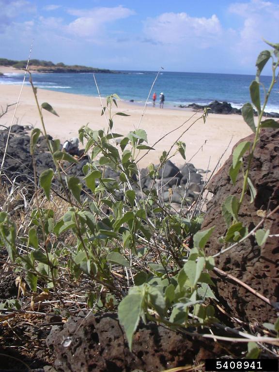pelotazo (Abutilon incanum)