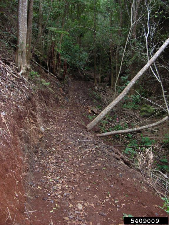 unpaved roads and trails