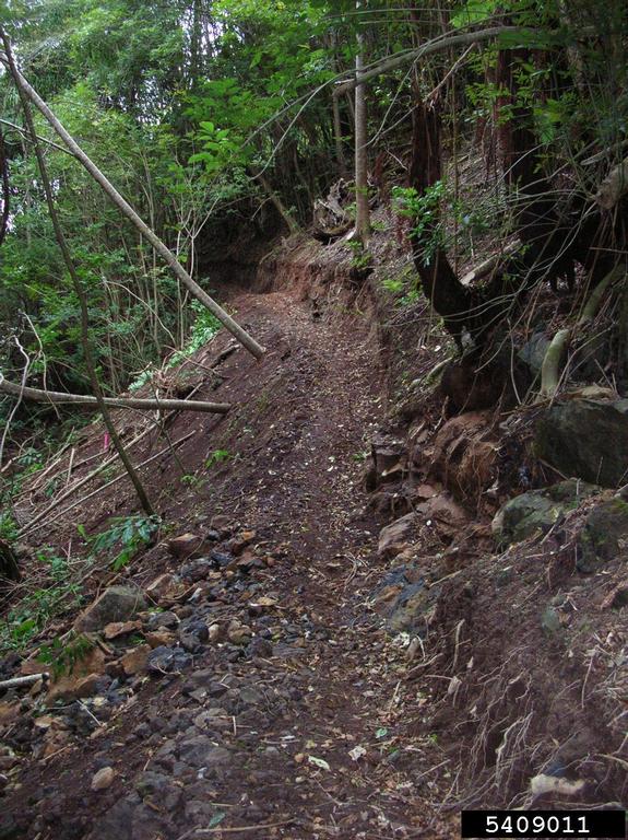 unpaved roads and trails