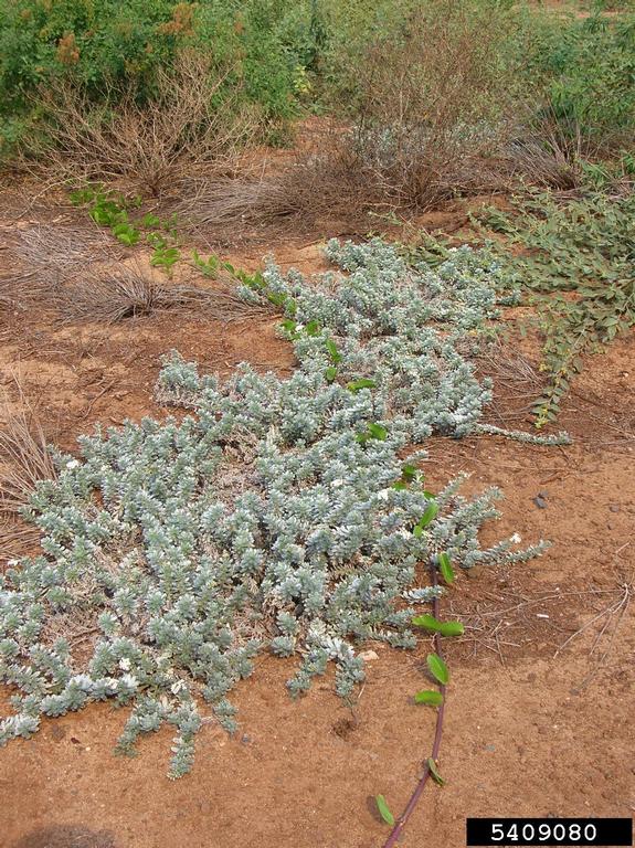 Polynesian heliotrope (Heliotropium anomalum Hook. & Arn.)