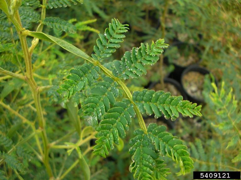 koa (Acacia koa Gray)