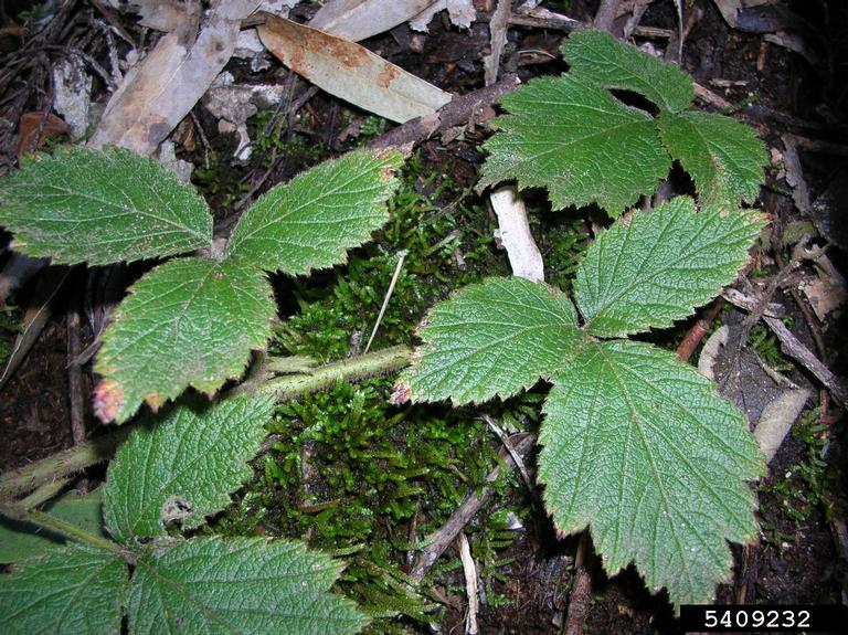 'akala (Rubus macraei)