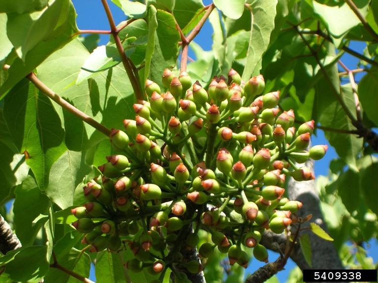 'ohe makai (Reynoldsia sandwicensis A. Gray)