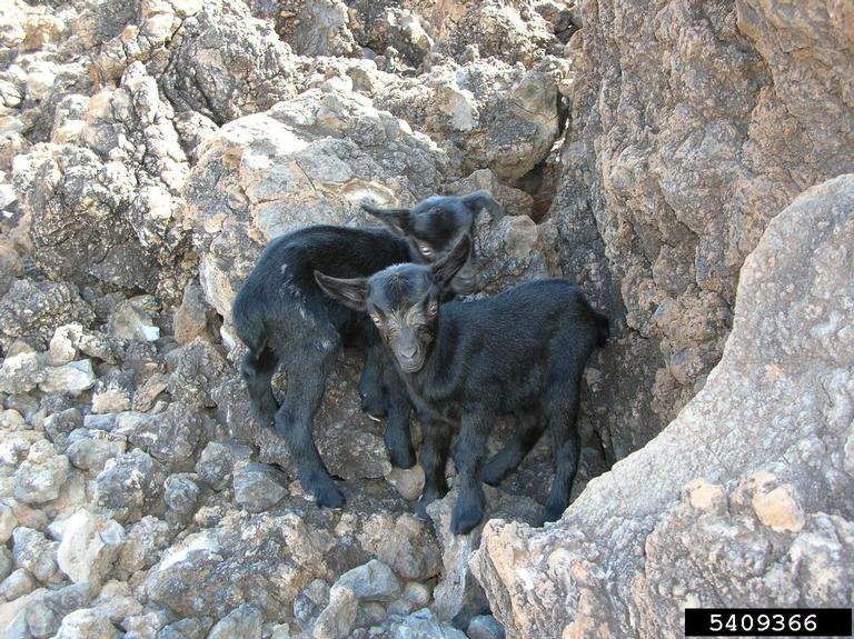 goat (feral) (Capra hircus (feral type))