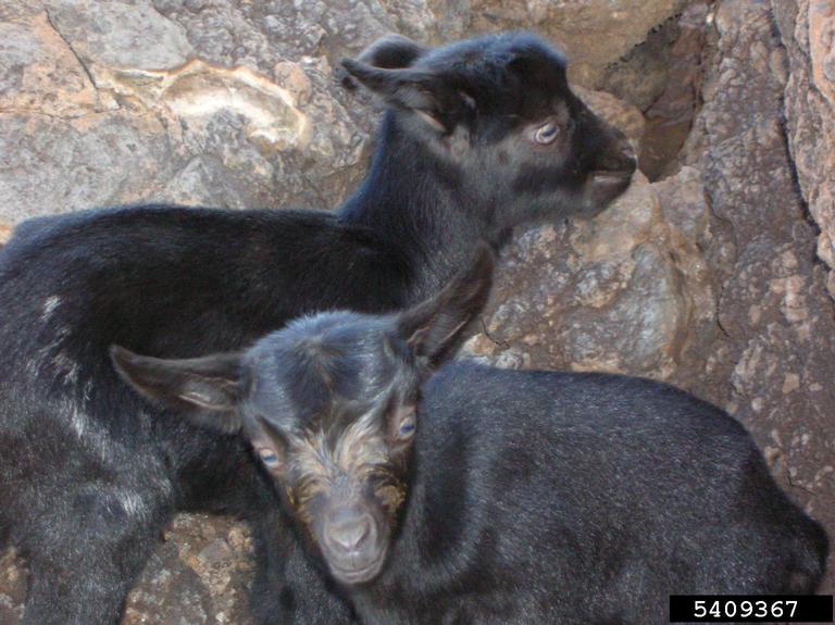 goat (feral) (Capra hircus (feral type) Linnaeus)