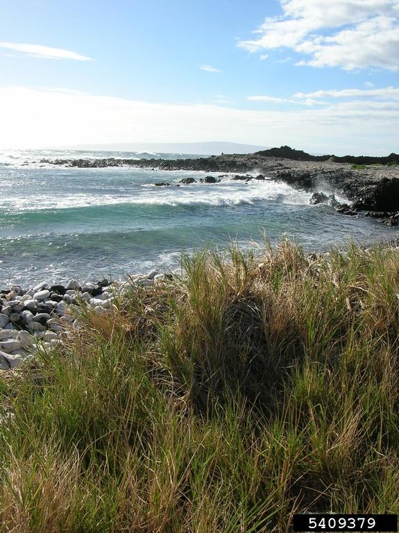 seashore dropseed (Sporobolus virginicus (L.) Kunth)