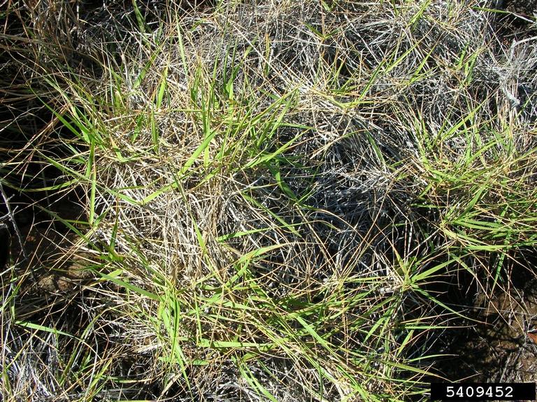 hardstem lovegrass (Eragrostis atropioides Hillebr.)