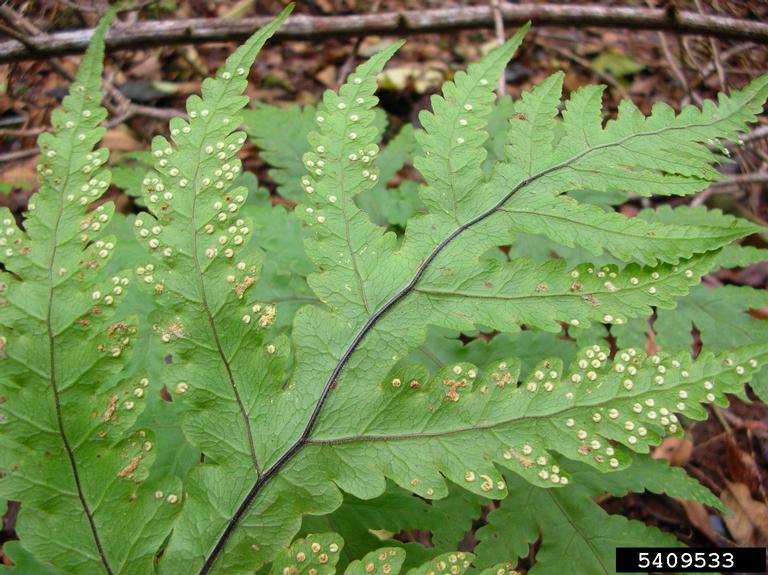 Gaudichaud's halberd fern (Tectaria gaudichaudii (Mett.) Maxon)