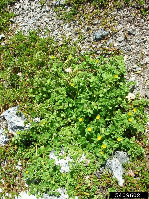 native yellow purslane (Portulaca lutea)
