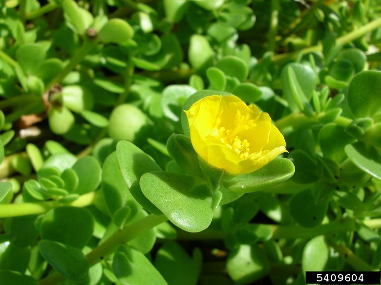 native yellow purslane (Portulaca lutea Sol. ex G. Forst.)