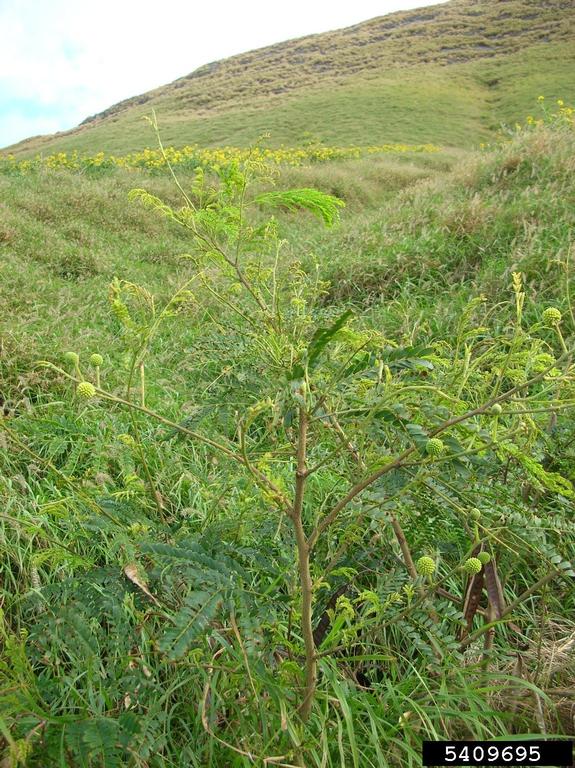 white leadtree (Leucaena leucocephala)
