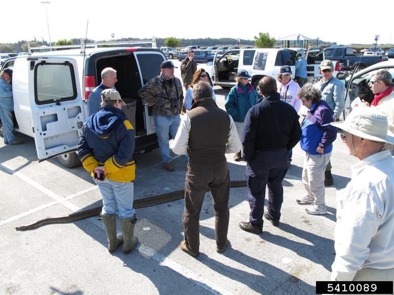 pythons (Genus Python Daudin, 1803)