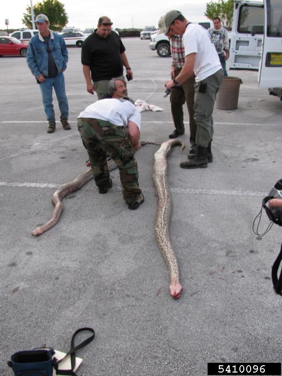 pythons (Genus Python Daudin, 1803)