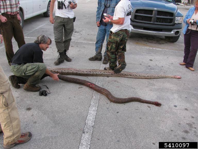 pythons (Genus Python)