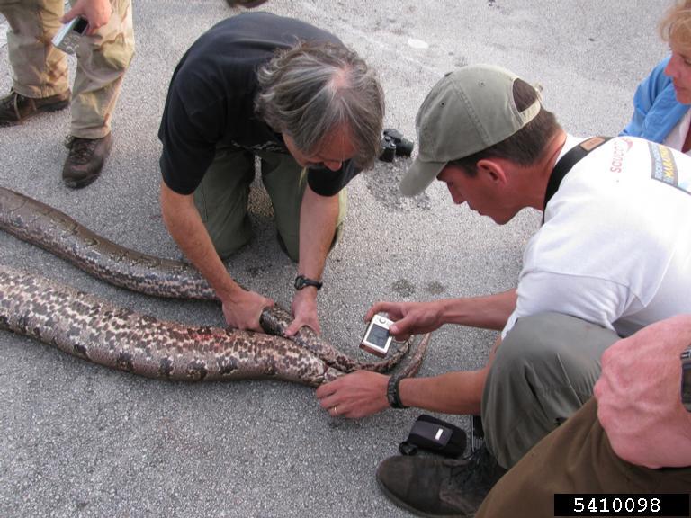 pythons (Genus Python)
