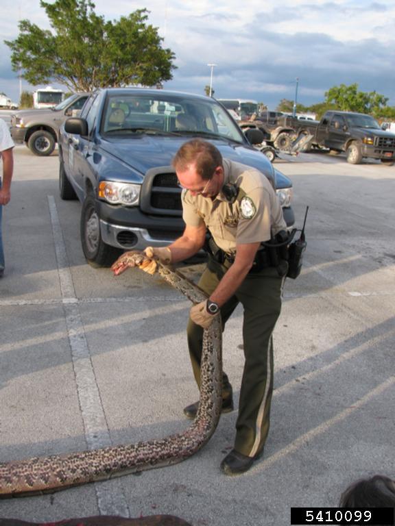 pythons (Genus Python Daudin, 1803)