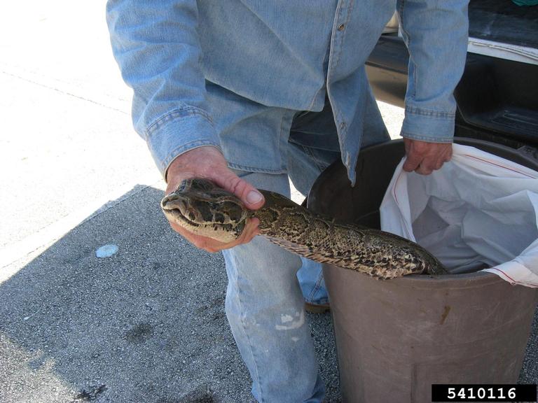 pythons (Genus Python Daudin, 1803)