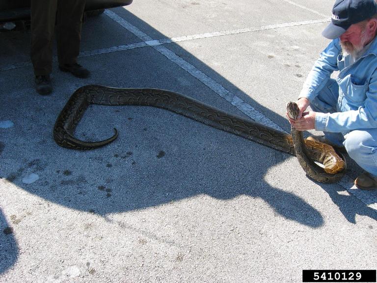 pythons (Genus Python)