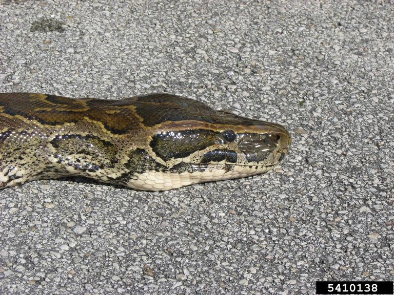 pythons (Genus Python)