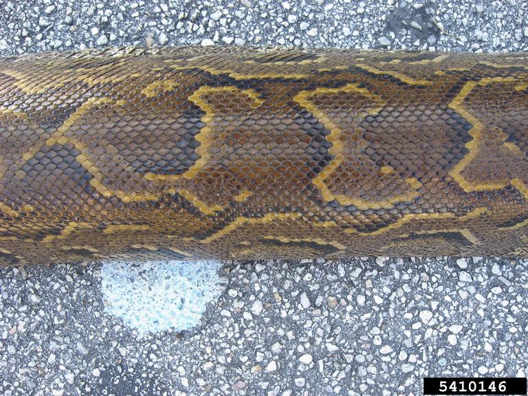 pythons (Genus Python)