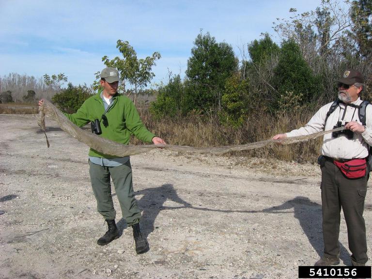 pythons (Genus Python Daudin, 1803)